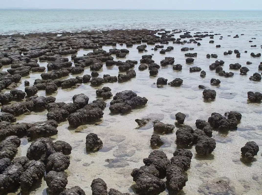 Ciemne, przypominające skały stromatolity w płytkiej wodzie