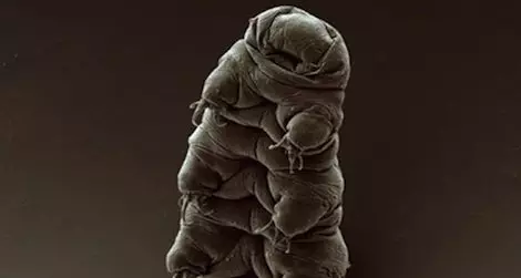 tardigradni