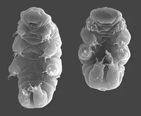 A tardigrade di nav tûncek dehydrated de diqelişe, dihêle ku ew bi salan bê av bijî.