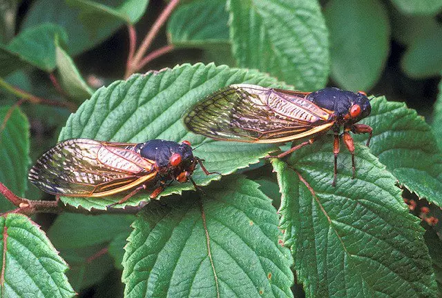 O le a le mea e faʻamoemoeina pe a aliaʻe le Cicadas i lenei tautotogo