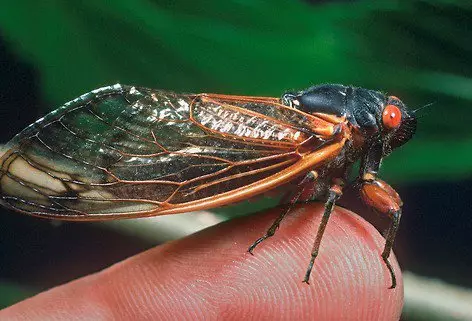 Cicada ing pucuk driji wong