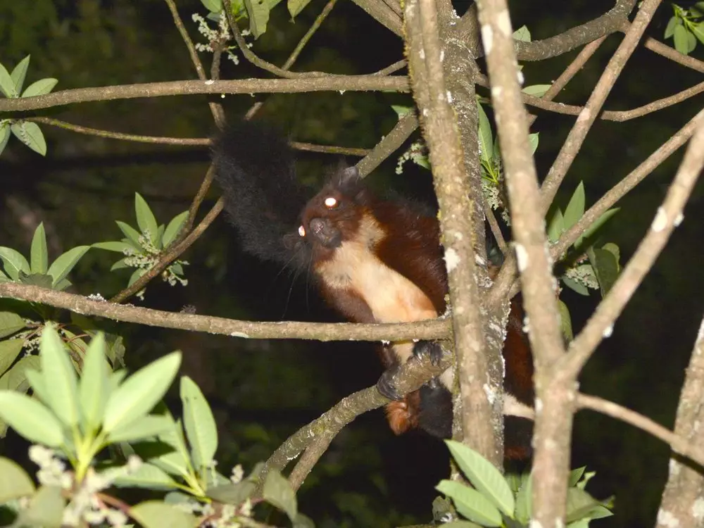 Chinese Flying Squirrel