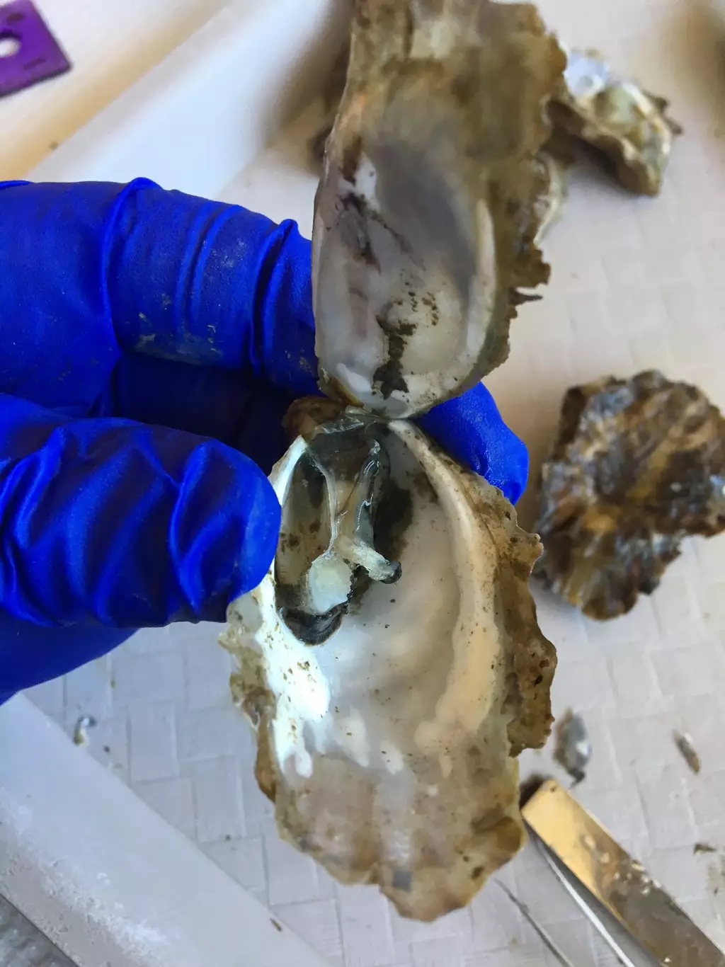 Dead Pacific oyster isampuli