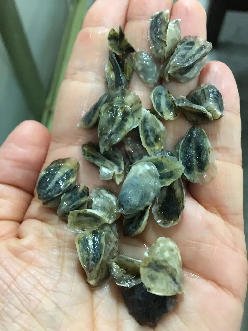 Ang liso sa talaba sa Pasipiko andam na nga itanom sa Tomales Bay, California