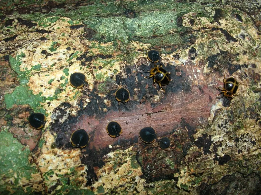 Beetles zi në një pemë të rënë të mbuluar me kërpudhat