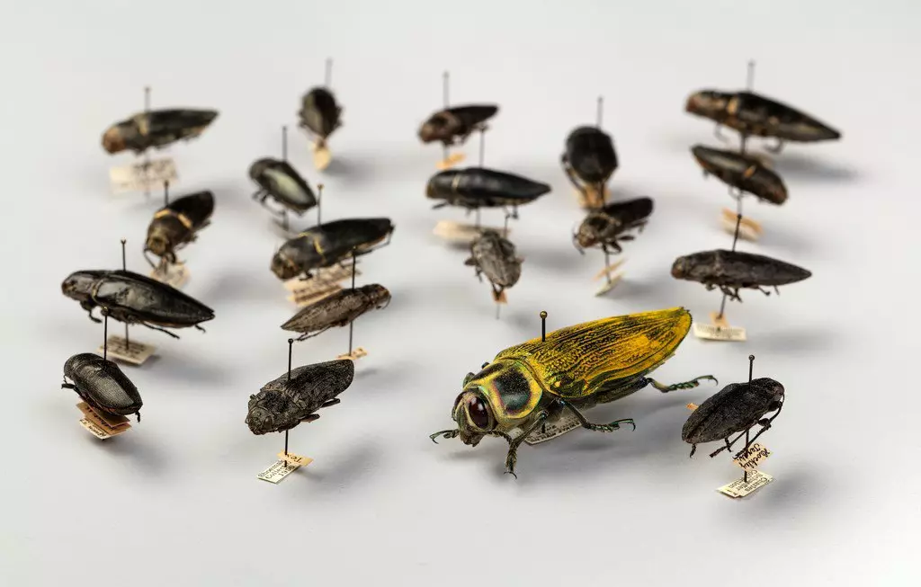 Nëntëmbëdhjetë insekte të ruajtura të fiksuara në një enë të bardhë