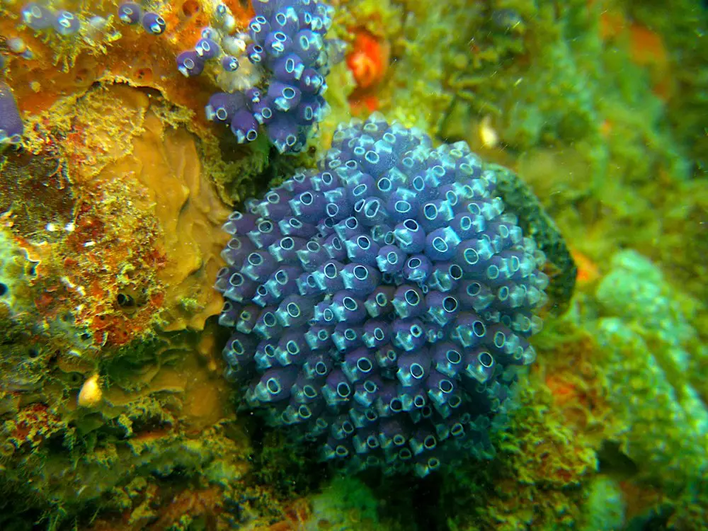 Clavelina puertosecensis, eine Manteltierart, aufgenommen von Shih Wei, einem Studenten des Manteltierkurses an der Forschungsstation Bocas del Toro in Panama. Experten geben Kurse und erstellen Lehrvideos zum Sammeln, Bewahren und Beobachten von wirbellosen Meeresgruppen. (Bildnachweis: STRI)