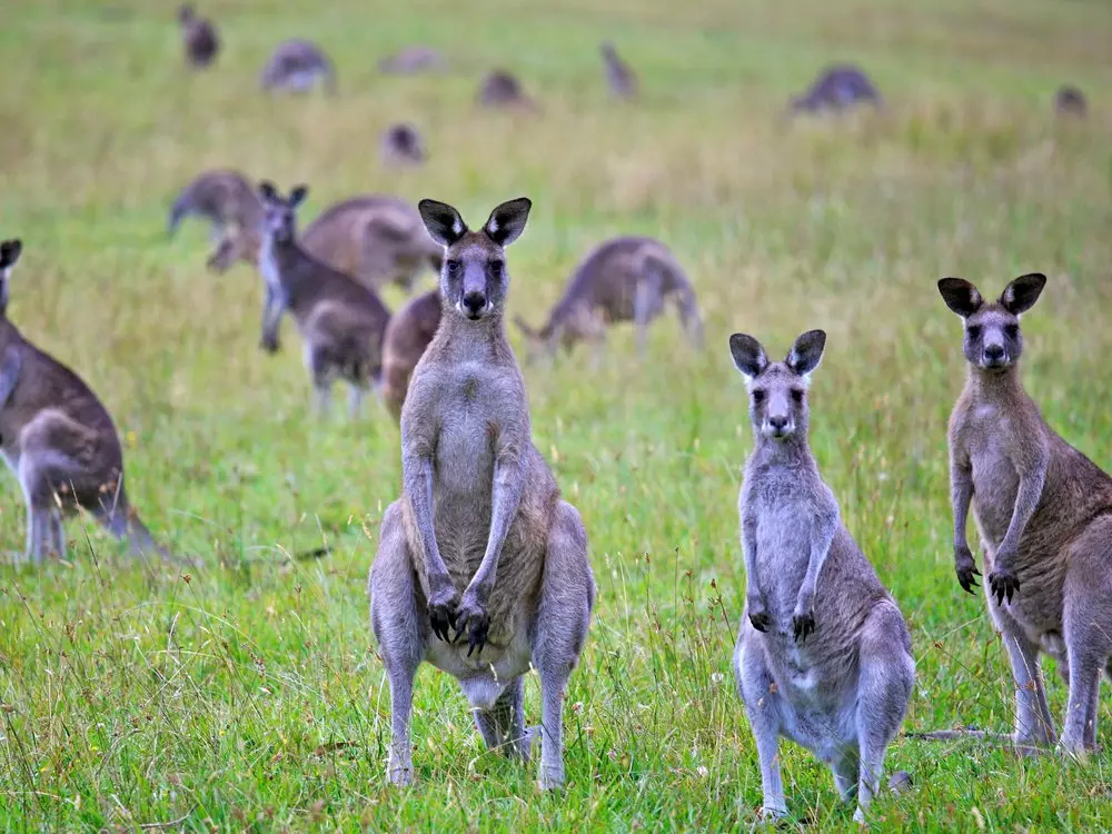 Para salvar o ecossistema da Austrália, ecologistas dizem que coma cangurus