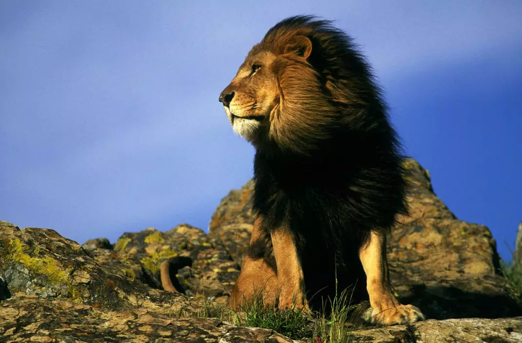 Lion