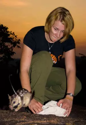 Quolls Ħelu Mgħallma Li Ma Jogħġbux Toads