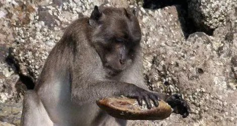 Les seuls singes d'Asie à manier des outils abandonnent leurs outils en pierre