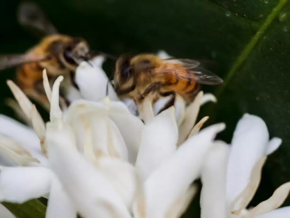 Sumanaus planavimo dėka kava ir bitės gali išgyventi nuo klimato kaitos