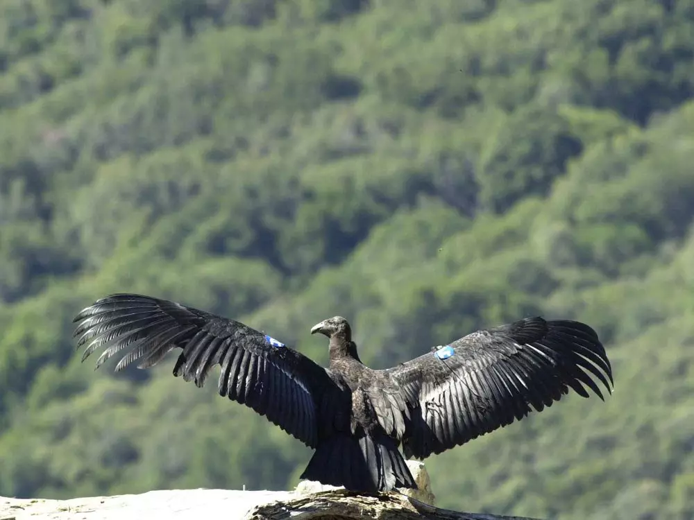 Condors: Back From the Brink