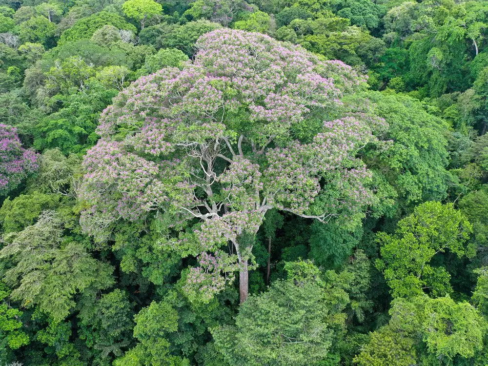 Kambi mai launin shuɗi na Dipteryx oleifera, ɗaya daga cikin manyan bishiyoyi a tsibirin Barro Colorado, Panama, hasumiya a sama da gandun daji. Manyan bishiyu na iya fuskantar illar sauyin yanayi: mafi yawan fari da tsananin fari, da iska mai ƙarfi da walƙiya na guguwar dodo. (Evan Gora)