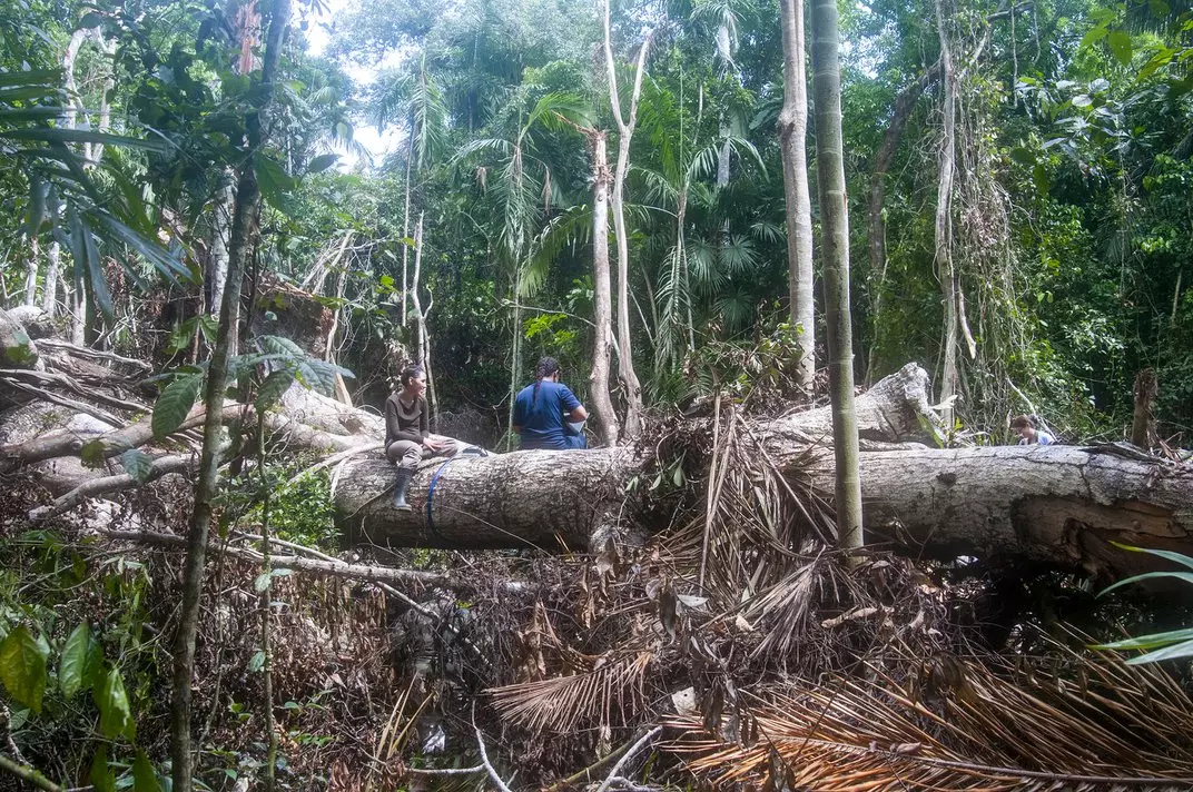 Mengukur dahan pokok besar yang tumbang