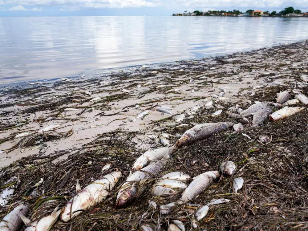 Gambar menunjukkan ikan mati di pantai dengan rumpai laut dan lautan di latar belakang