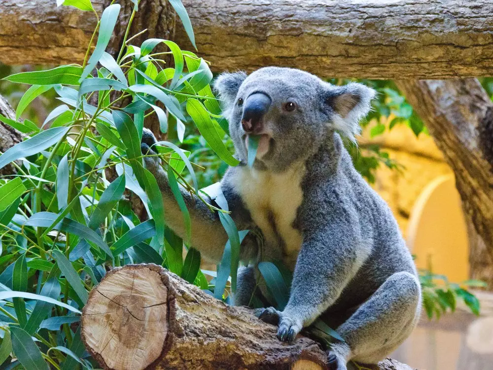 Kiedy nadchodzi katastrofa, zoo musi trwać dalej