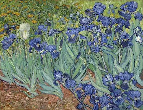 Vincents van Gogs, Irises. holandiešu, 1889. gads