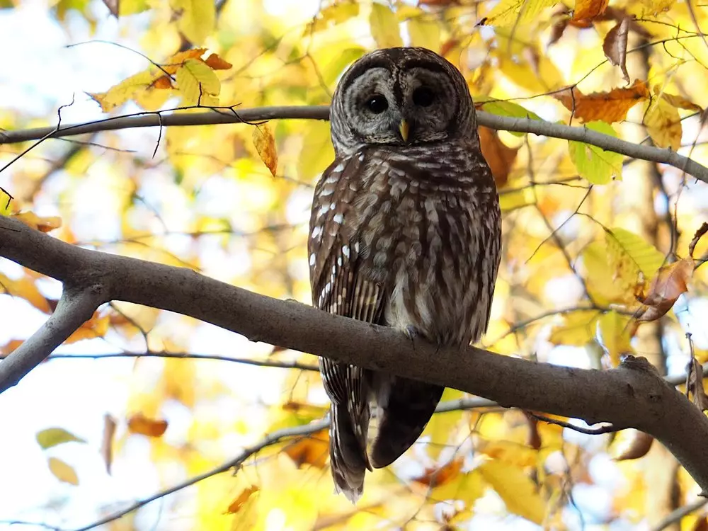 Osallistu City Nature Challenge -tapahtumaan havaitsemalla ja tallentamalla eläimiä ja kasveja kaupungissasi 30. huhtikuuta alkaen. (Katja Schulz)