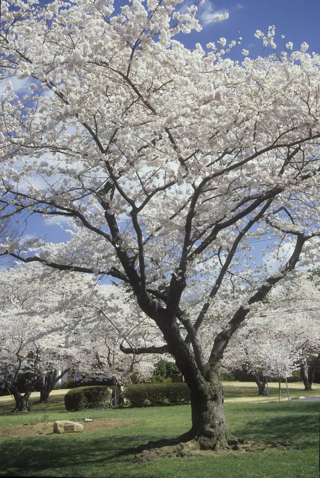 Pokok bunga sakura mekar pada hari yang cerah.