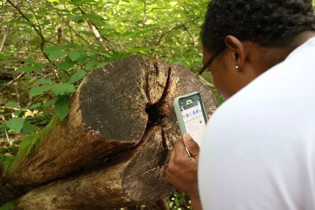 La persona tiene il cellulare vicino a un tronco d'albero