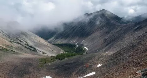 Imithi ikhula kwindawo ephakamileyo kwiiRockies, ezondliwa likhephu elinyibilikayo.