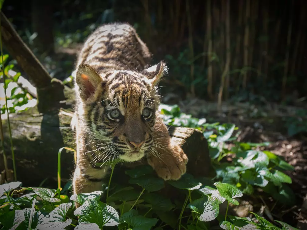 Baby Tiger viaja pela Southwest Jet, em busca de uma vida melhor em San Diego