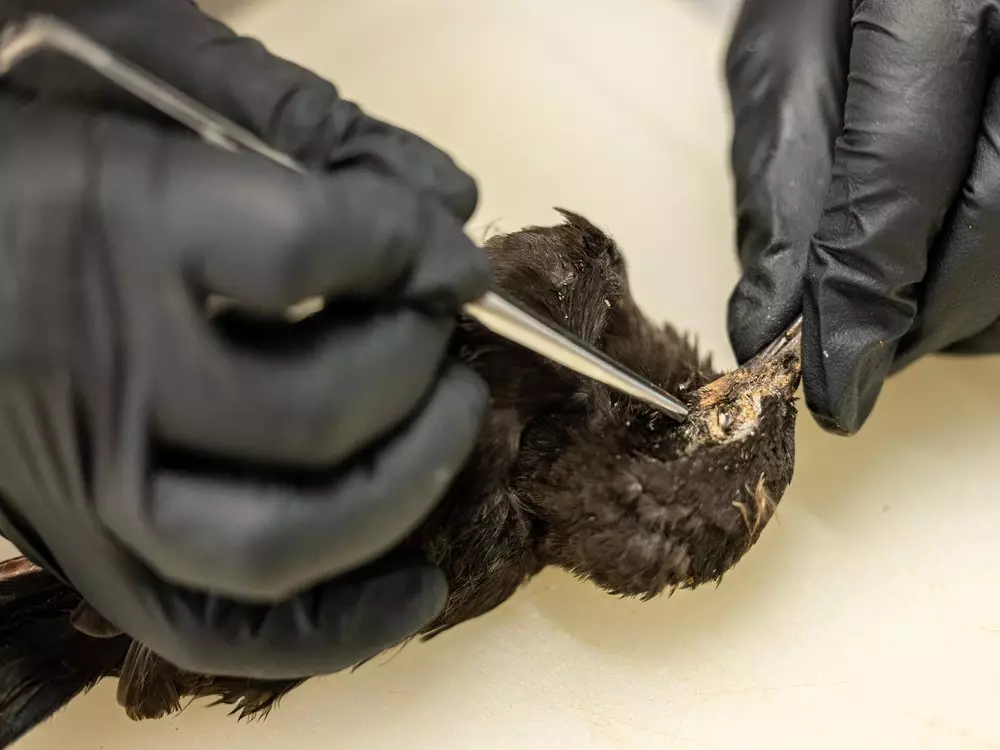 Twee handen met zwarte rubberen handschoenen inspecteren het karkas van de spreeuw op het hoofdkwartier van het Kentucky Department of Fish and Wildlife Resources