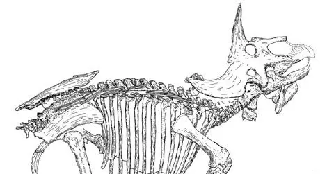 En stregtegning af Triceratops kendt som