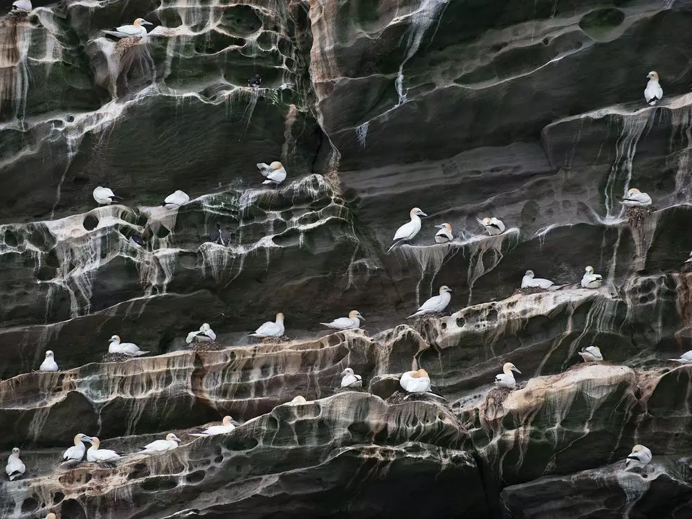 Guano burung laut