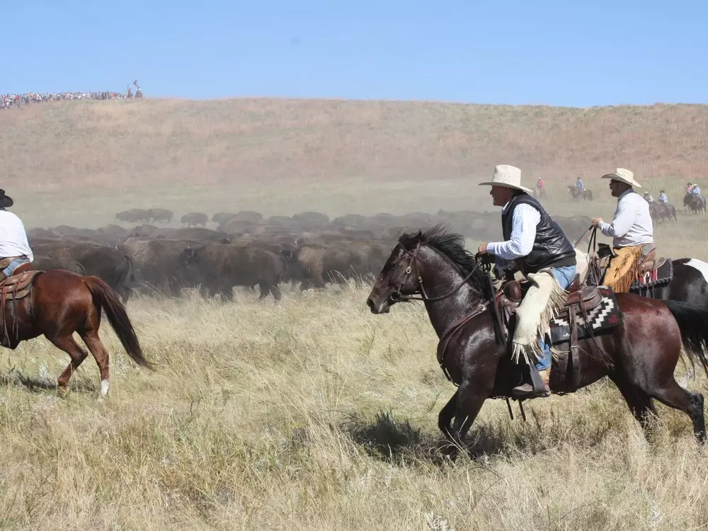 Wees getuige van een real-life Wild West Buffalo Roundup