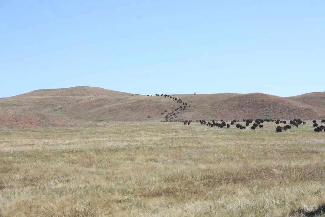 Testemunhe um rodeio de búfalos do oeste selvagem da vida real 24097_10