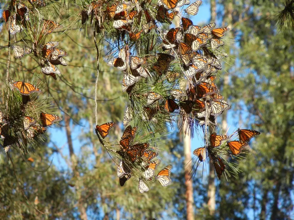 West Coast Monarch Butterflies များသည် မျိုးသုဉ်းခြင်းဆီသို့ လွင့်ပျံလာသည်။