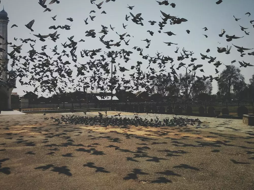 Troupeau de pigeons volant au-dessus de la chaussée