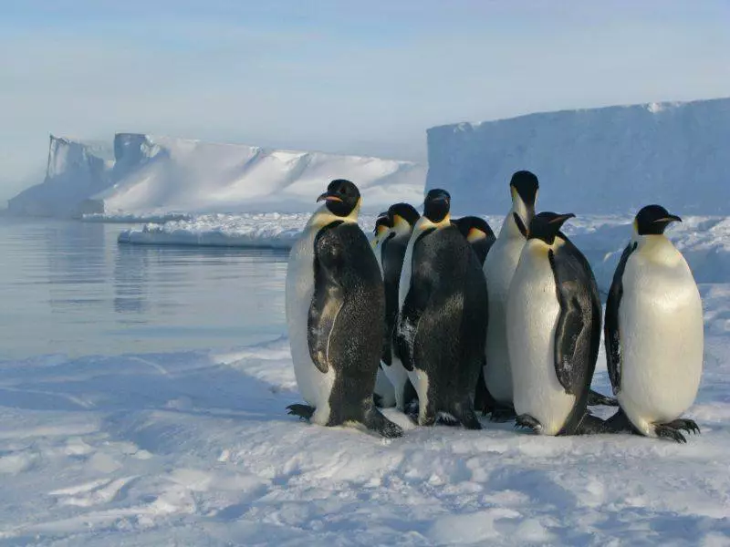 Awọn satẹlaiti ṣe amí Poop-Abariwon Ice, Ṣiṣafihan New Emperor Penguin Colonies