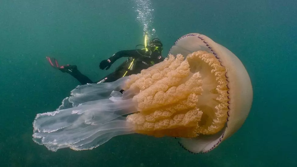 Vakasiyana Vanosangana neJellyfish Yakakura-Munhu Kubva Pamhenderekedzo yeEngland