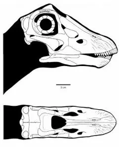 20110520083218 Diplodocus-skull-240x300.jpg