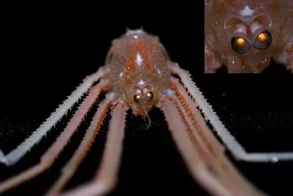 Gastroptychus spinifer est capable de voir la lumière UV, ont découvert des chercheurs.