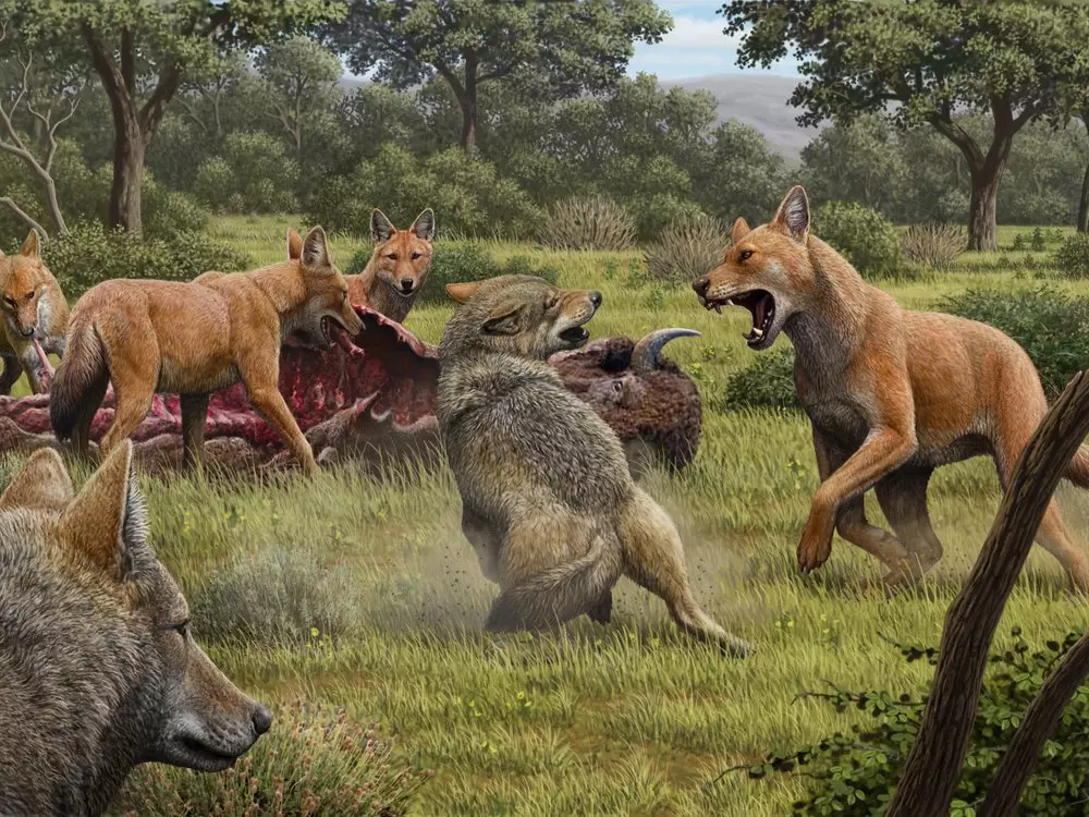 Alle modernen Hunde stammen von einer Wolfsart ab, die vor etwa 15.000 Jahren ausgestorben ist. Graue Wölfe, die hier mit den inzwischen ausgestorbenen Schreckenswölfen (rot) um Nahrung kämpfen, sind die engsten lebenden Verwandten von Hunden. (Kunst von Mauricio Antón)