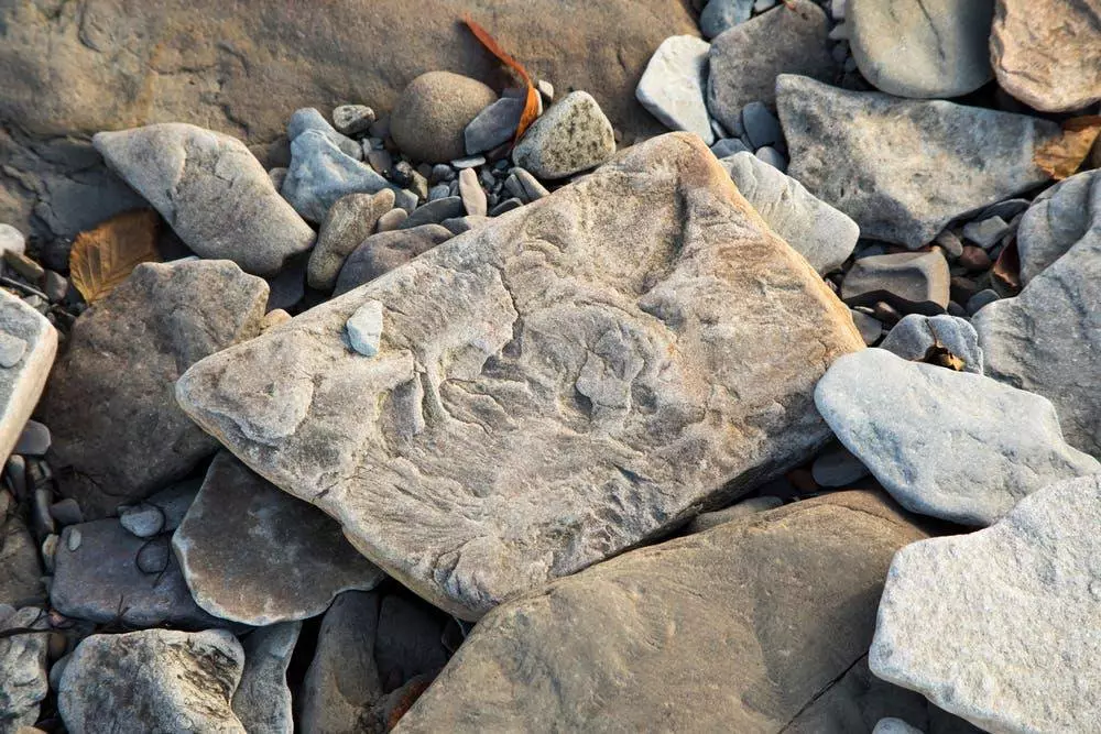 Fossili sulla spiaggia