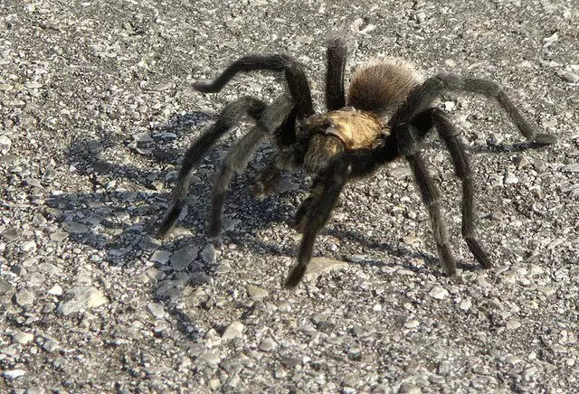 Priznanje da je veliki ružni pauk zastrašujući učinit će to manje zastrašujućim