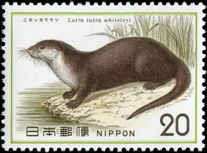 Drei Jahrzehnte nach der letzten Sichtung wurde der japanische Flussotter für ausgestorben erklärt