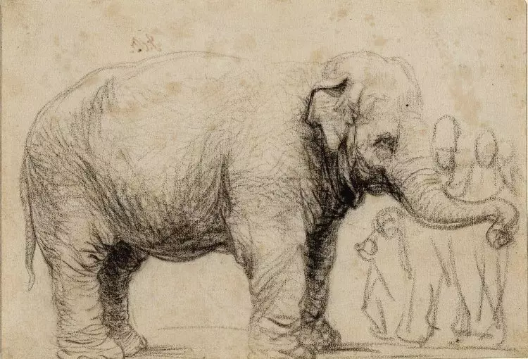 Igbesi aye Ibanujẹ ti Hansken, 'Rembrandt's Elephant'