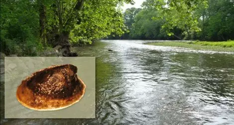Usa ka populasyon sa wicker ancylid limpet (insert, not to scale) nakit-an bag-o lang sa Choccolocco Creek sa Alabama.