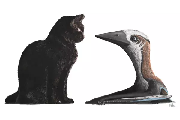 Pterosaurus a kat