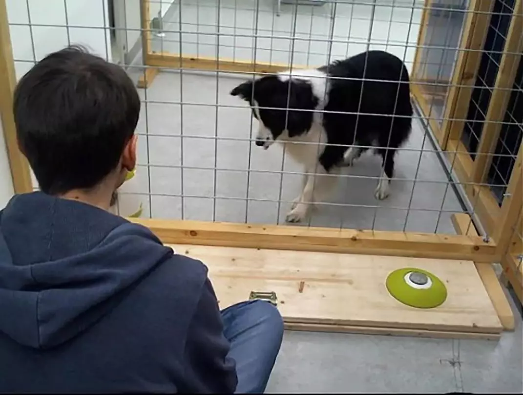 Dog Watching Treat Dispenser