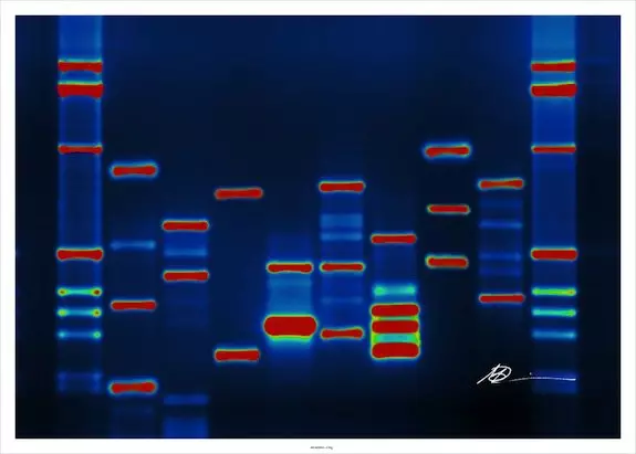 O le DNA leaga e le o se mea leaga, ma e le o se Tala Moni