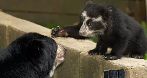 Opieka nad niedźwiedziami: Dni świadomości niedźwiedzi w Narodowym Zoo