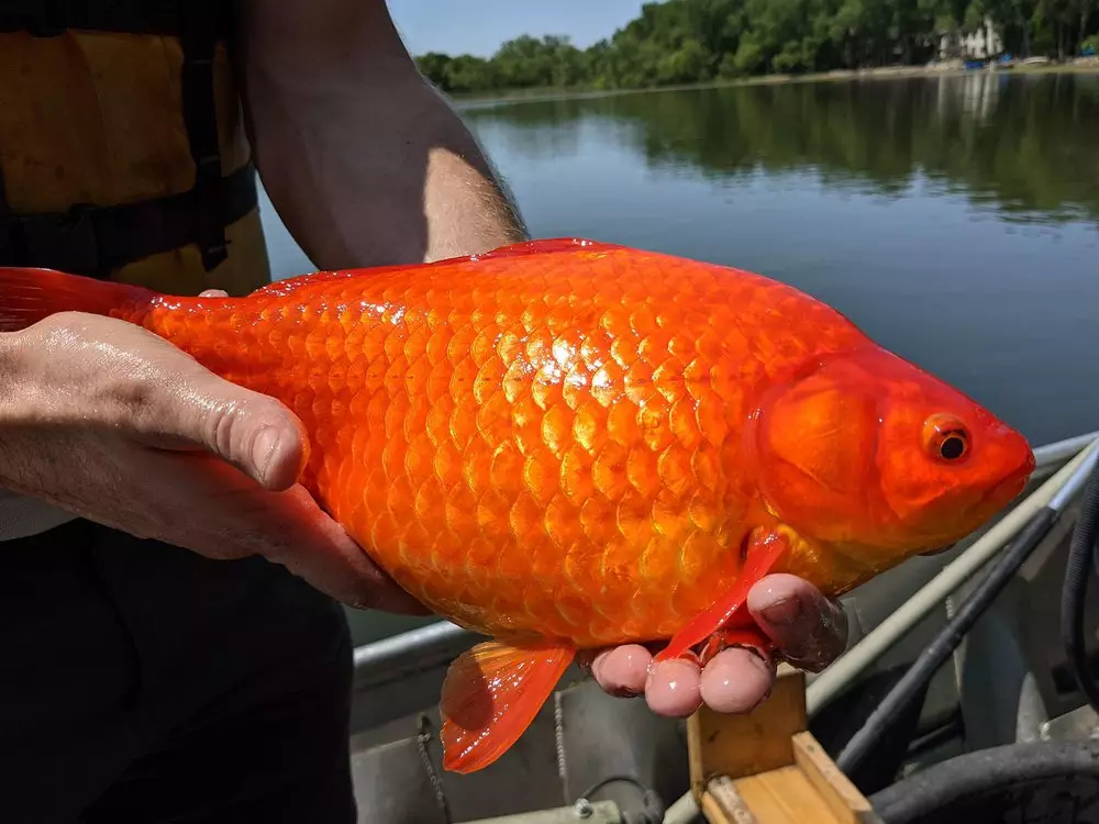 Ein riesiger, fußballgroßer Goldfisch wird in einem Boot gehalten. Im Hintergrund ist ein See zu sehen.