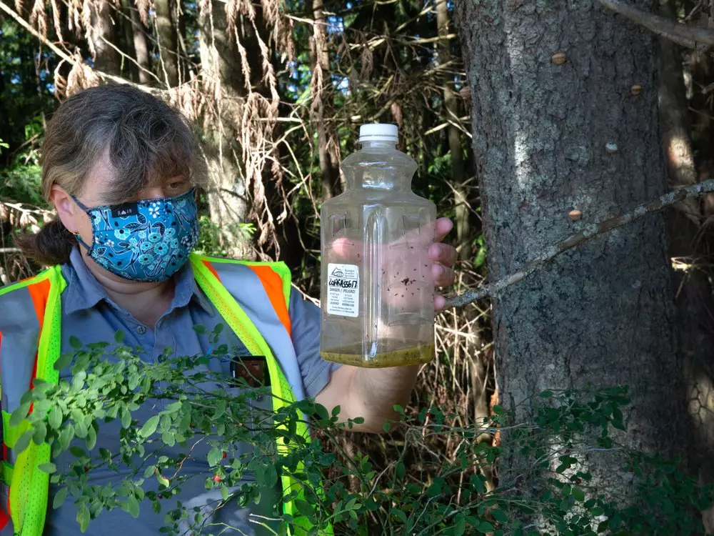 Een vrouw met een masker en een felgeel vest staat in een bos en houdt een horzelval vast, een fles met een bruinachtige vloeistof erin
